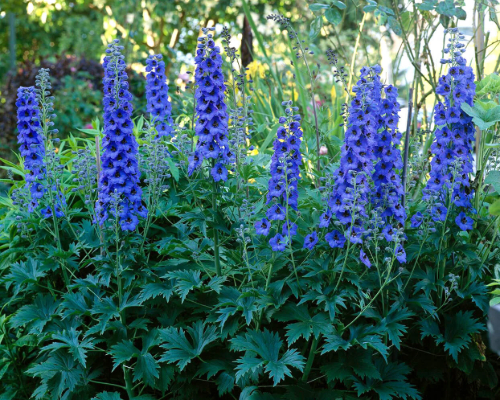 DELPHINIUM CULTORUM 'MAGIC FOUNTAIN DARK BLUE BLACK BEE ' | Blackford ...