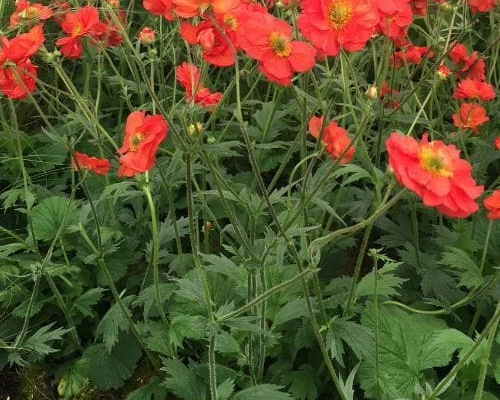 GEUM 'SCARLET TEMPEST' | Blackford Plants