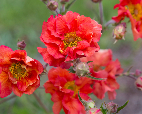 GEUM 'SCARLET TEMPEST' | Blackford Plants