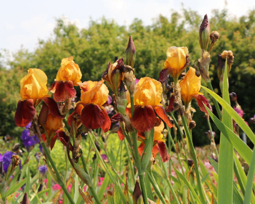IRIS GERMANICA 'NATCHEZ TRACE' | Blackford Plants