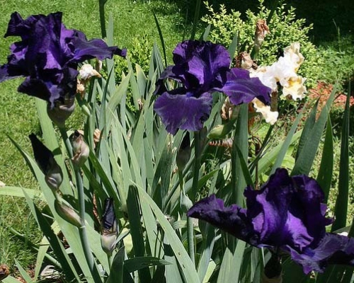 IRIS GERMANICA 'NIGHT OWL' | Blackford Plants