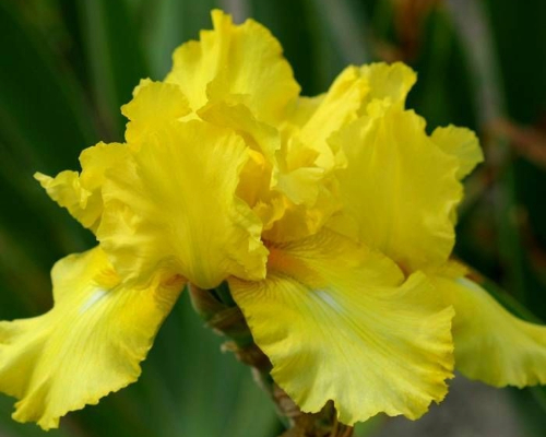 IRIS GERMANICA 'OCTOBER SUN' | Blackford Plants