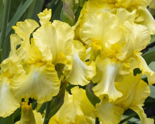IRIS GERMANICA 'OCTOBER SUN' | Blackford Plants