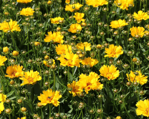 COREOPSIS GRANDIFLORA 'PRESTO' | Blackford Plants