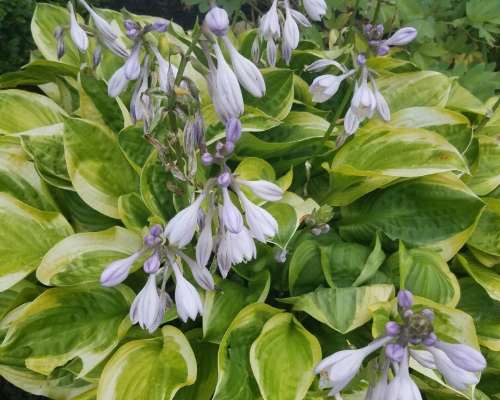 HOSTA 'CARNIVAL' | Blackford Plants