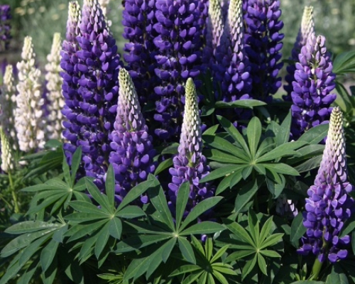 LUPINUS POLYPHYLLUS 'LEGENDARY BLUE SHADES' | Blackford Plants