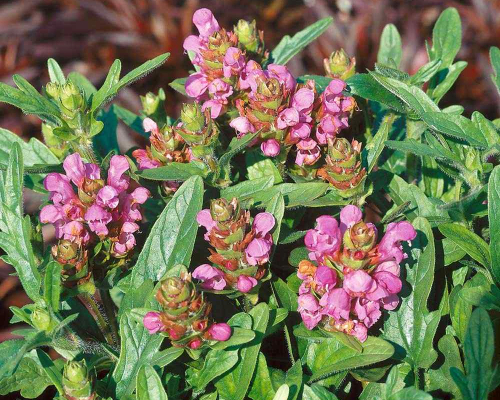 PRUNELLA GRANDIFLORA 'BELLA DEEP PINK' | Blackford Plants