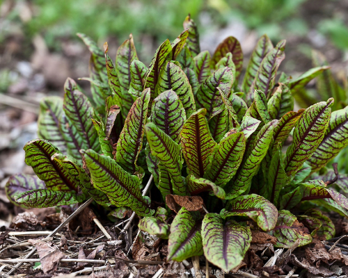 RUMEX SANGUINEUS | Blackford Plants